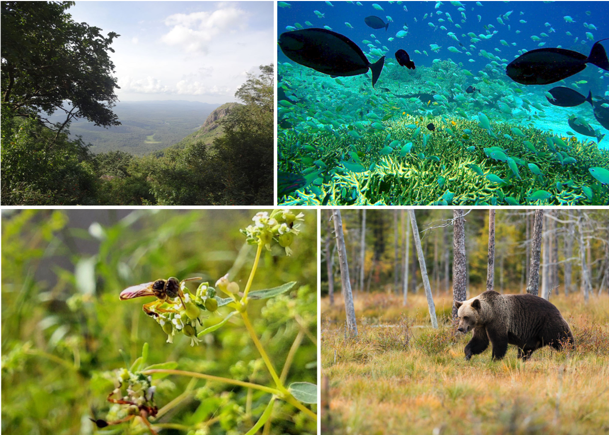 Linking population growth and biodiversity loss: a new bibliography ...