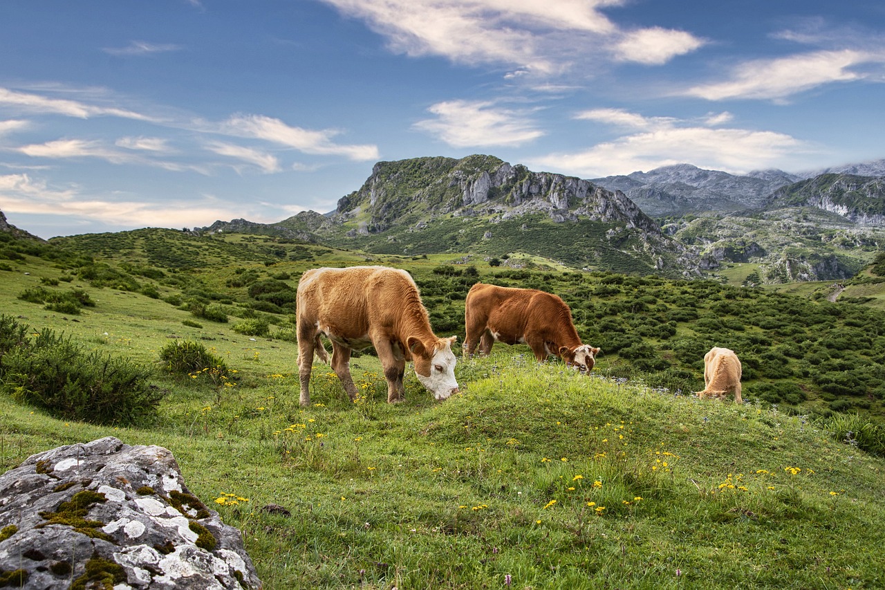 Cultured meat and the lifeless world - The Overpopulation Project