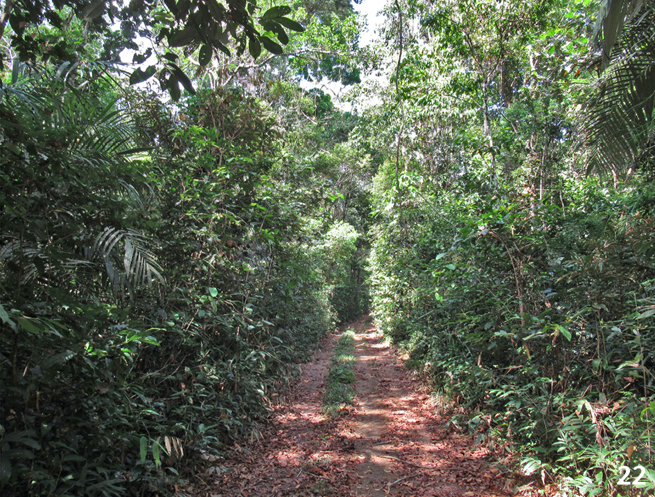 Population’s effects on biodiversity: evidence from recent scientific ...